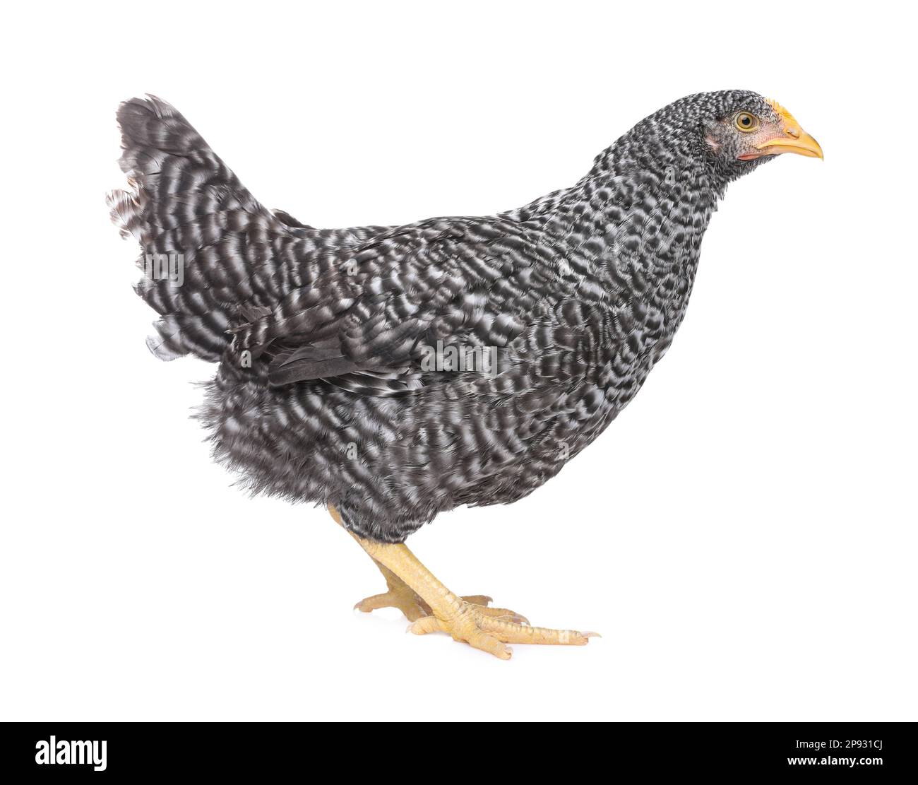 Beautiful chicken on white background. Domestic animal Stock Photo - Alamy