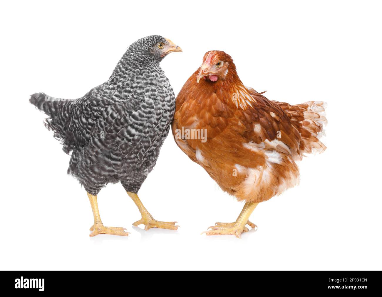 Two different beautiful chickens on white background. Domestic animals ...