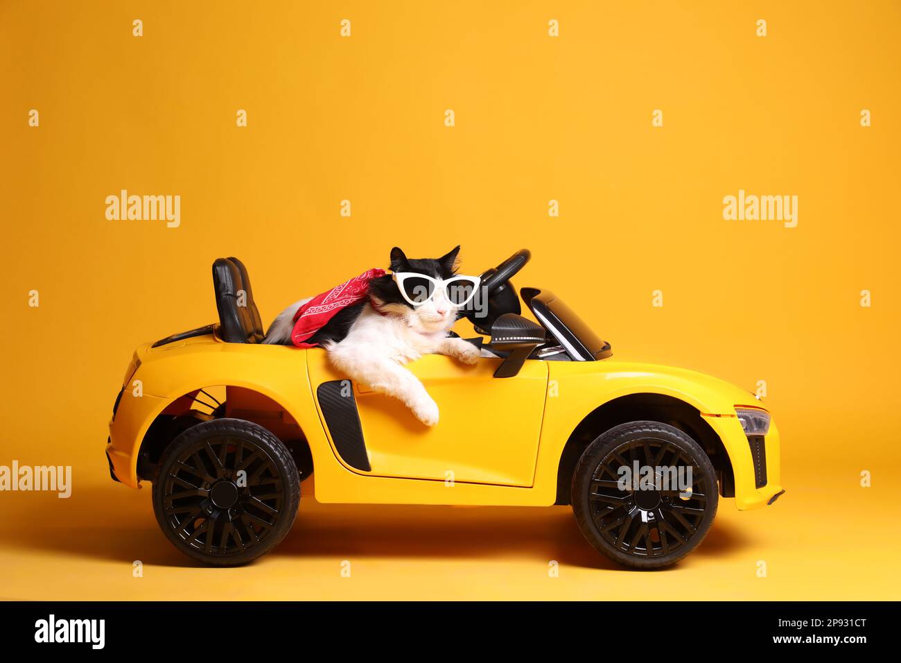 Funny cat with sunglasses in toy car on yellow background Stock Photo ...