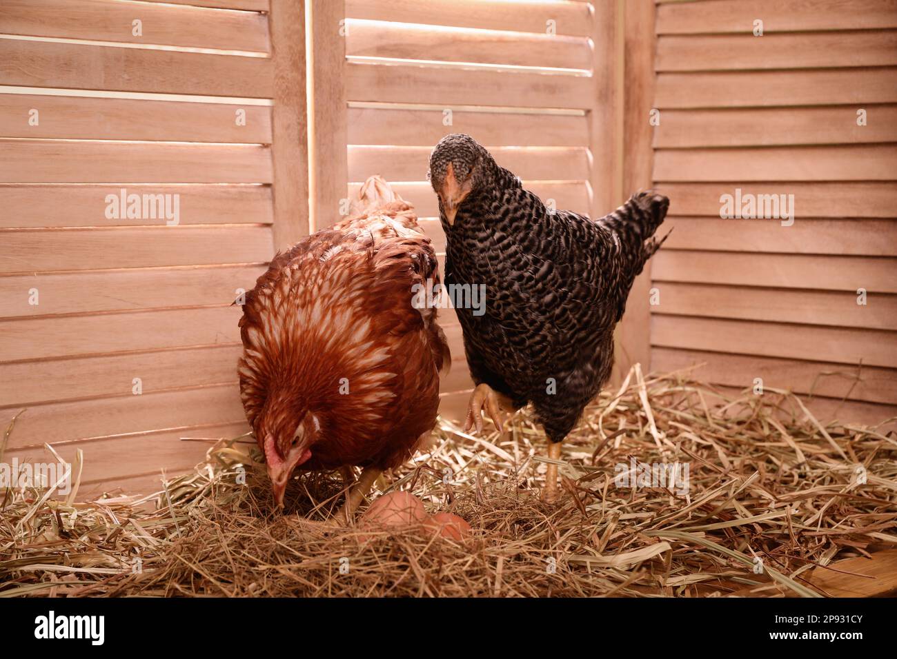 Two different beautiful chickens with eggs on hay in henhouse Stock ...