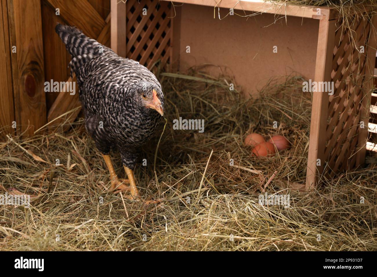Beautiful chicken near nesting box with eggs in henhouse Stock Photo ...
