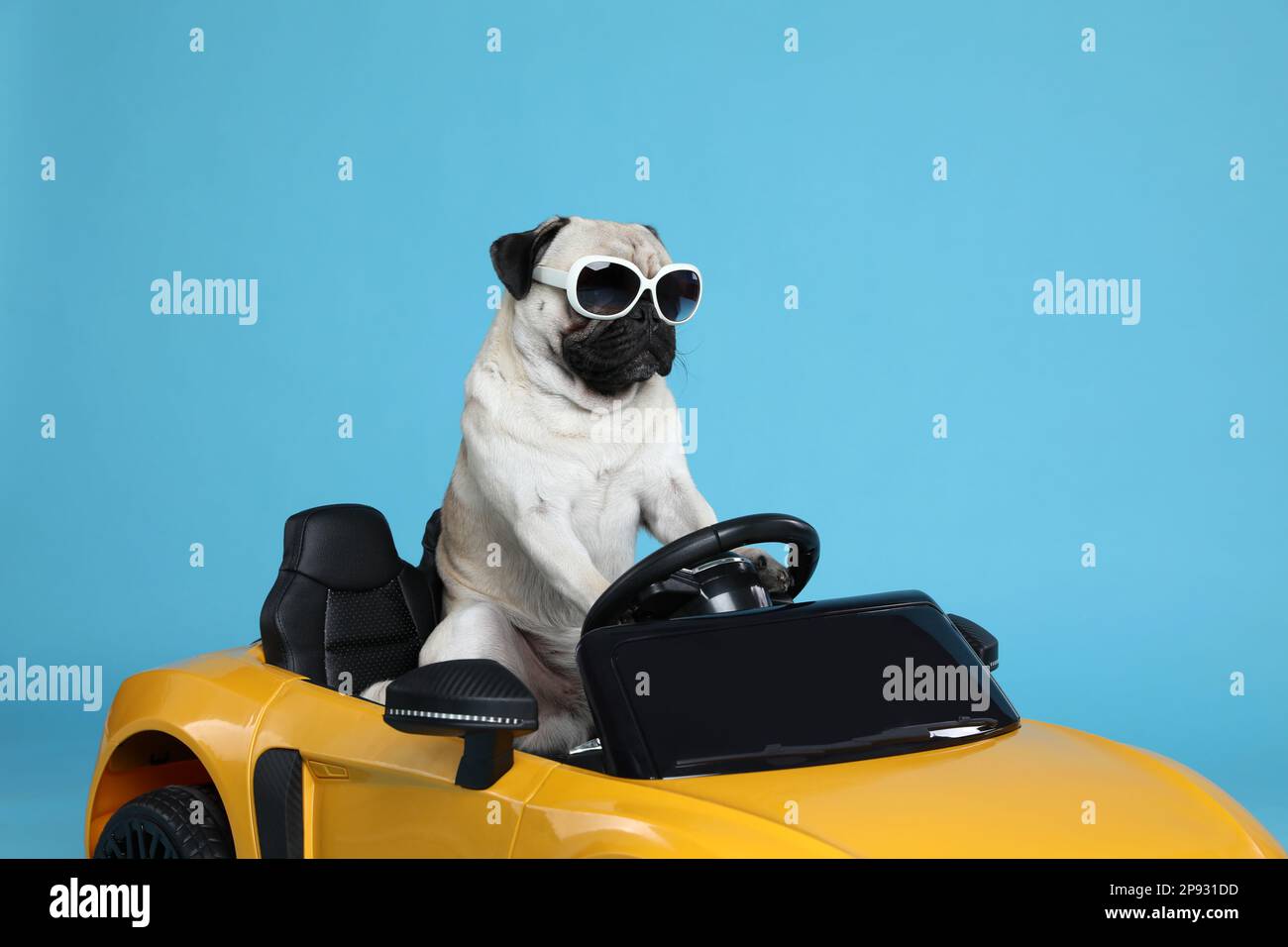 Funny pug dog with sunglasses in toy car on light blue background Stock ...