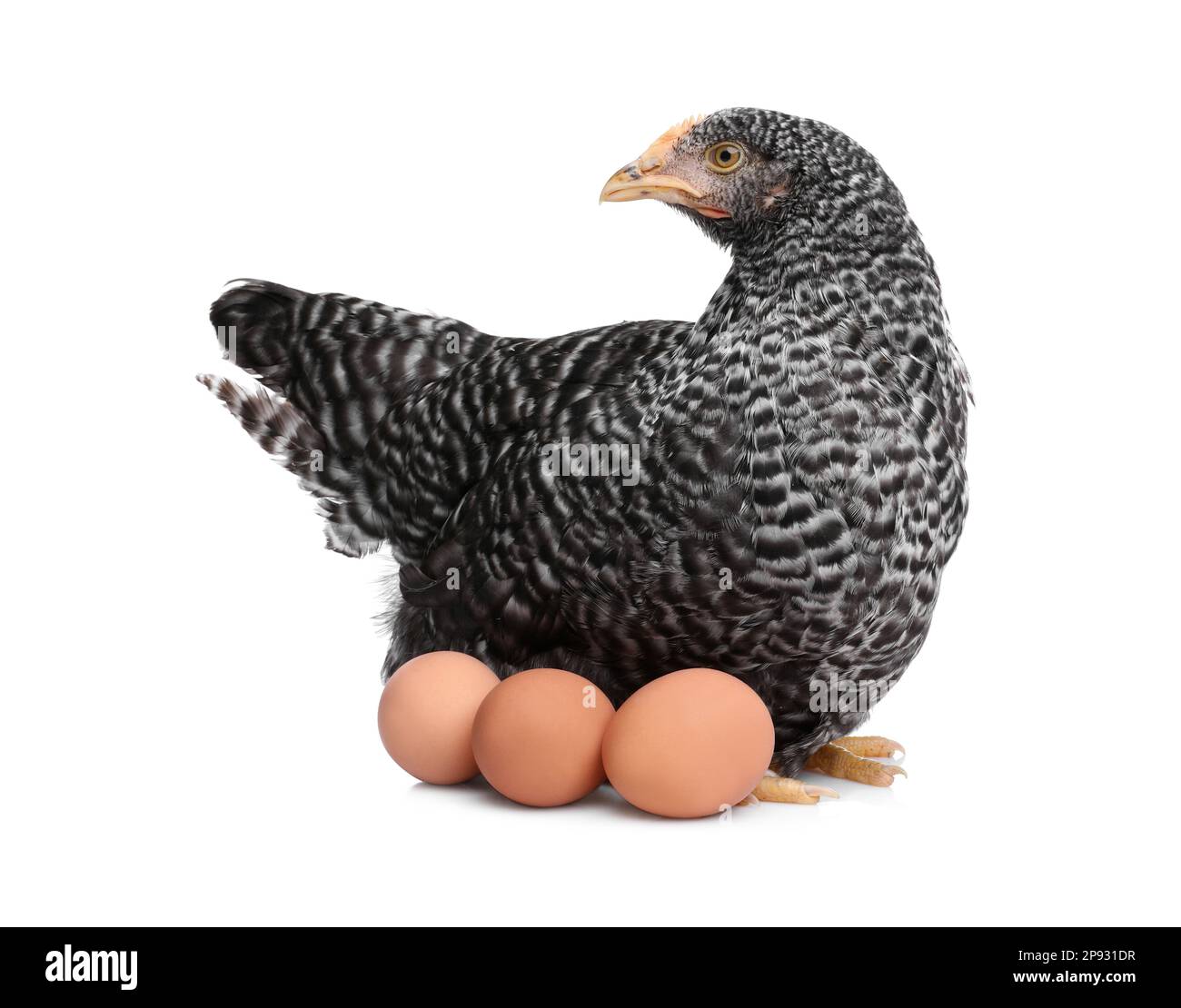 Chicken with eggs on white background. Domestic animal Stock Photo - Alamy