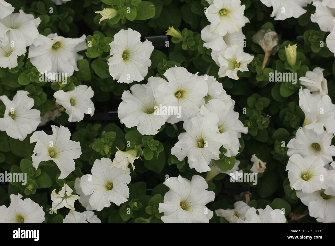 Beautiful white geraniums growing in the sunny flower garden Stock ...