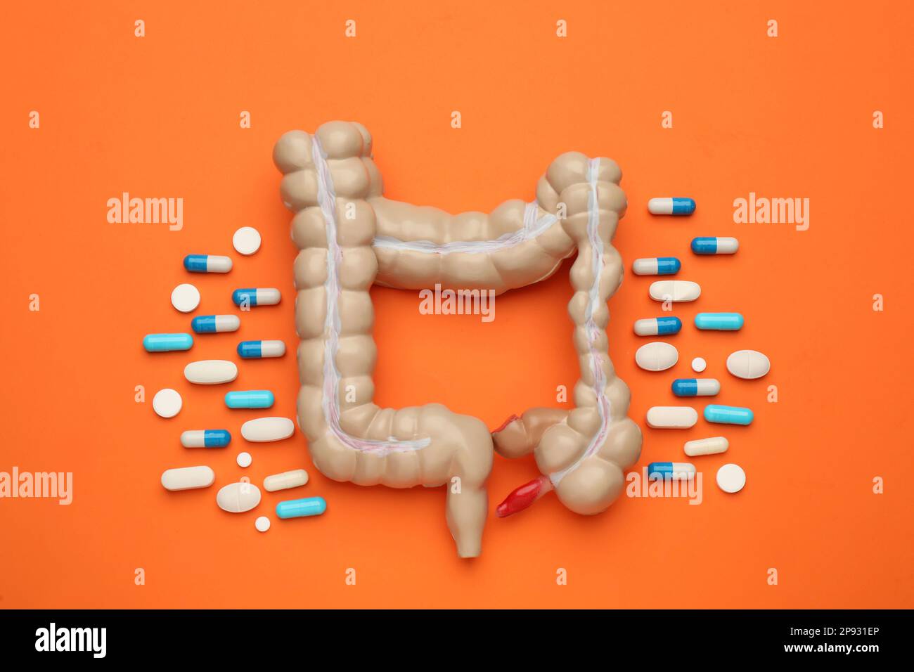 Anatomical model of large intestine and pills on orange background ...