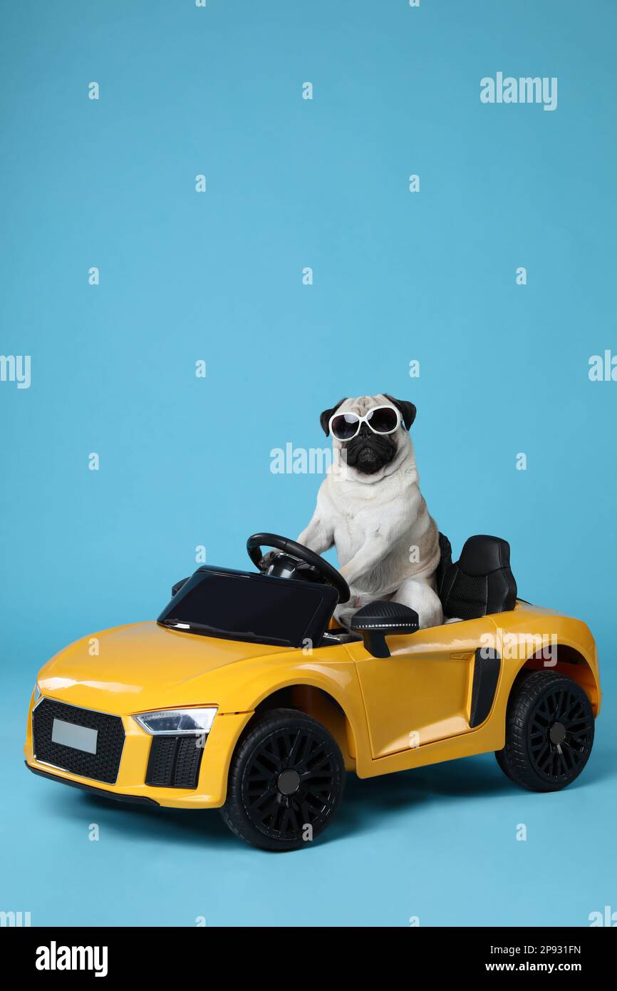Funny pug dog with sunglasses in toy car on light blue background Stock ...