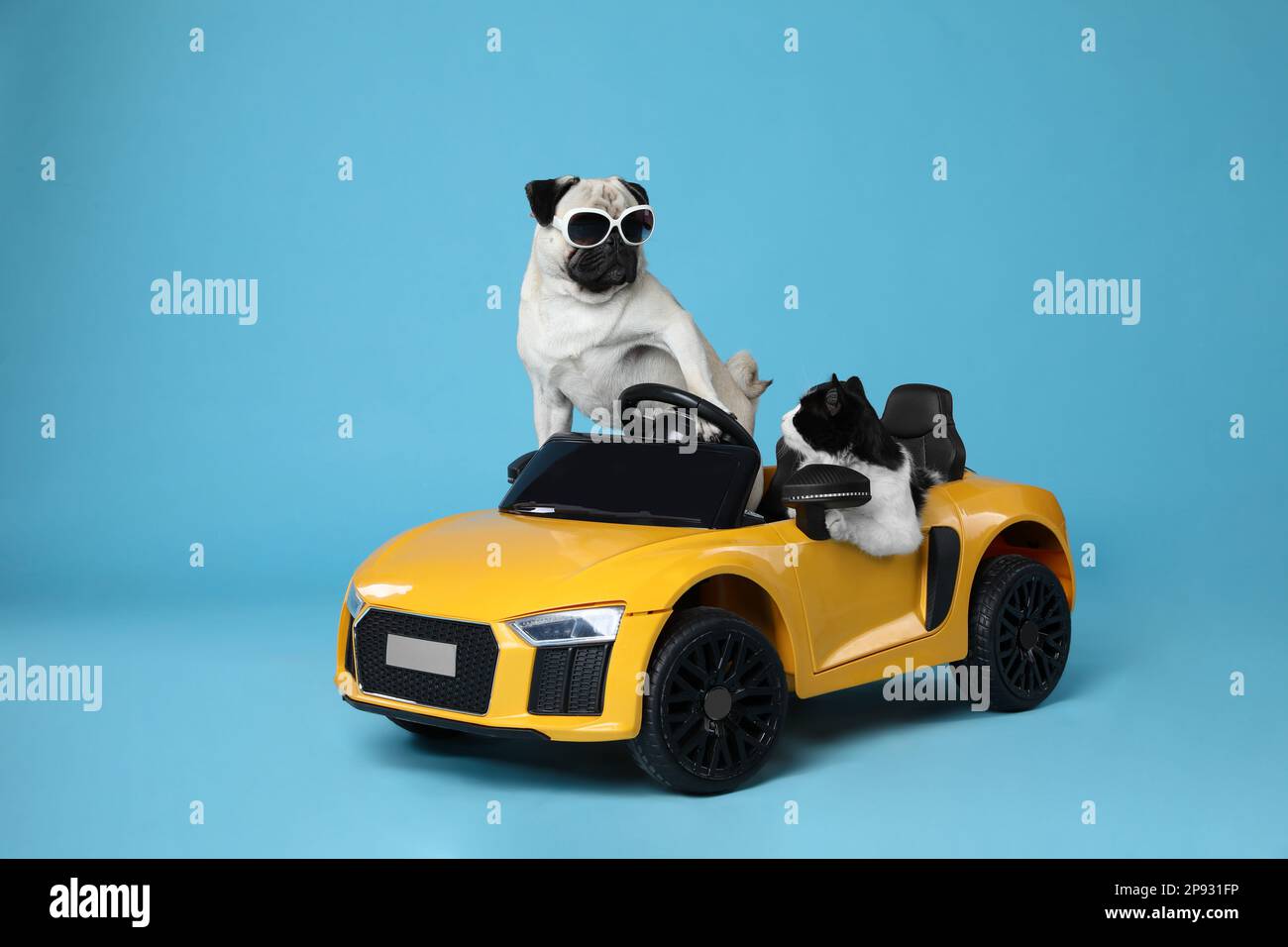 Dog driving cat hi-res stock photography and images - Alamy