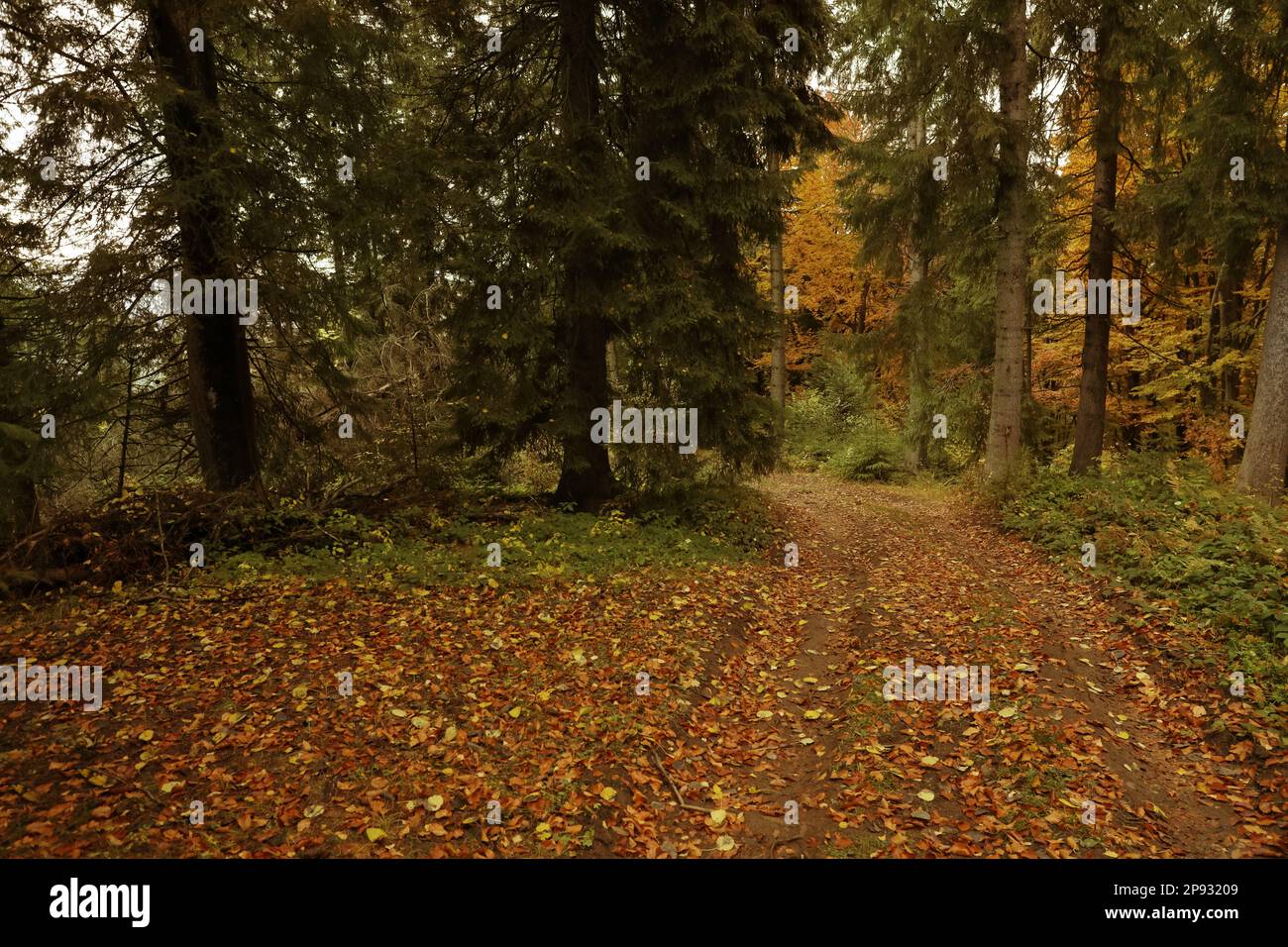 Beautiful view of pathway strewed with autumn leaves in forest Stock ...