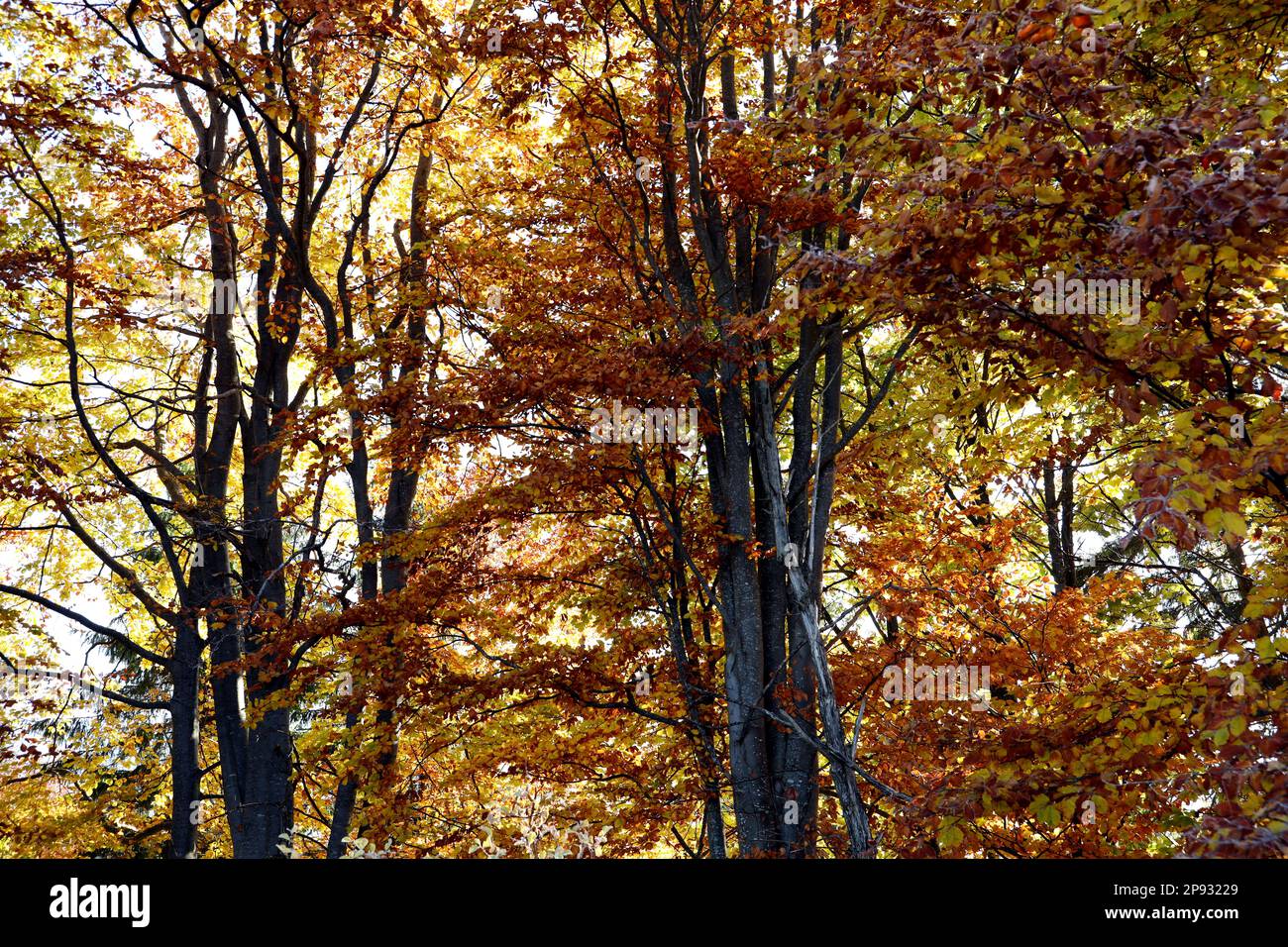 Beautiful trees with golden leaves in forest. Autumn season Stock Photo ...