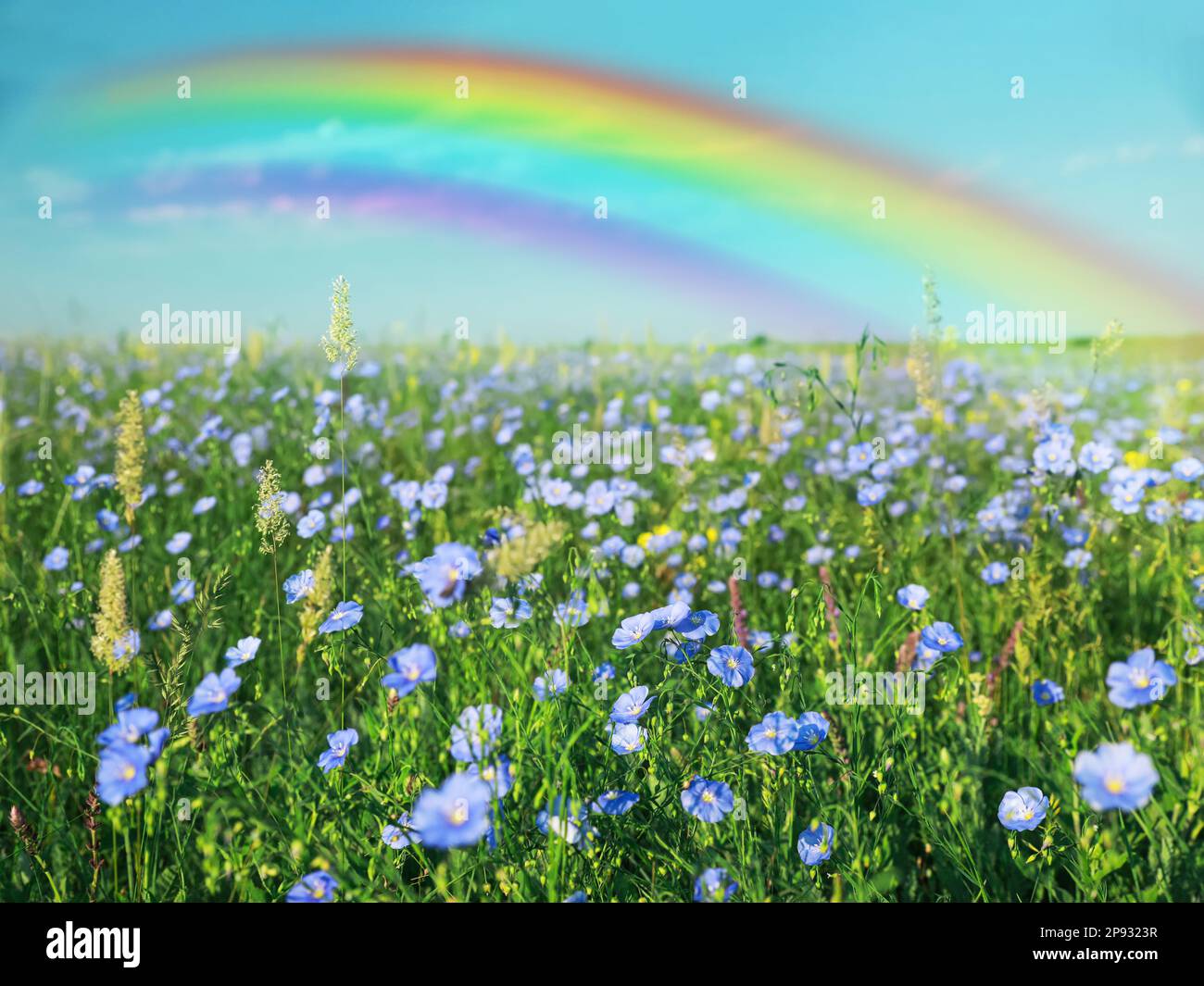 Rainbow over field flowers hi-res stock photography and images - Alamy