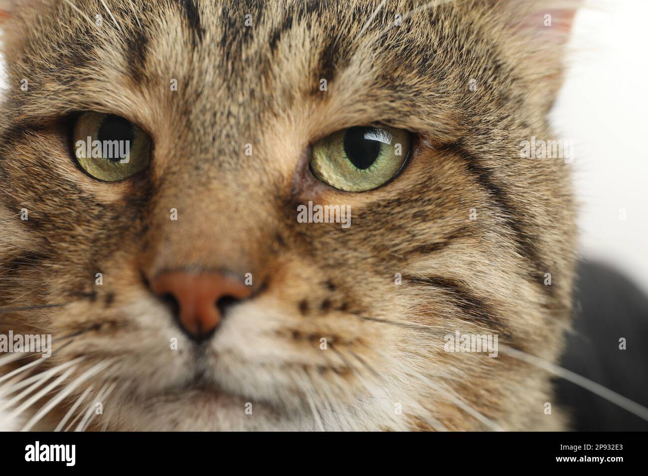 Closeup view of tabby cat with beautiful eyes on light background Stock ...