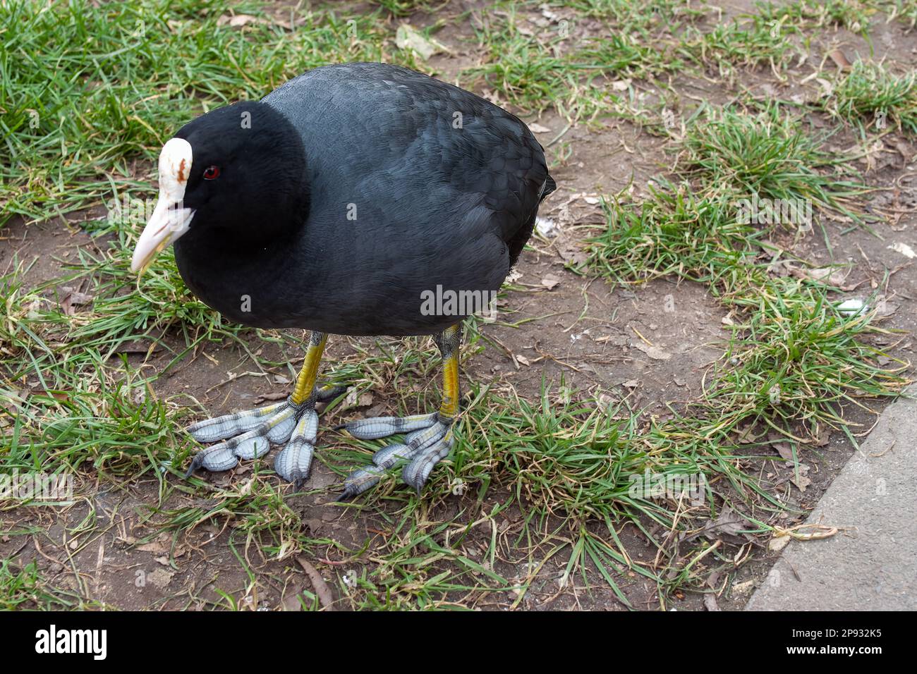 close up portrait of a coot an aquatic bird of the rail family with ...