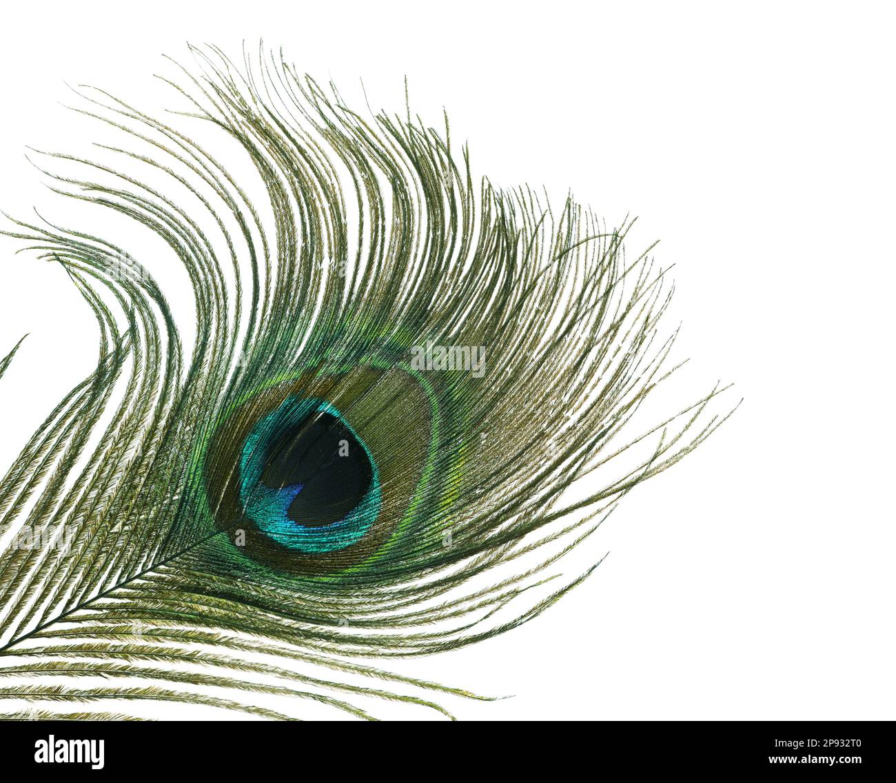 Beautiful bright peacock feather on white background Stock Photo - Alamy