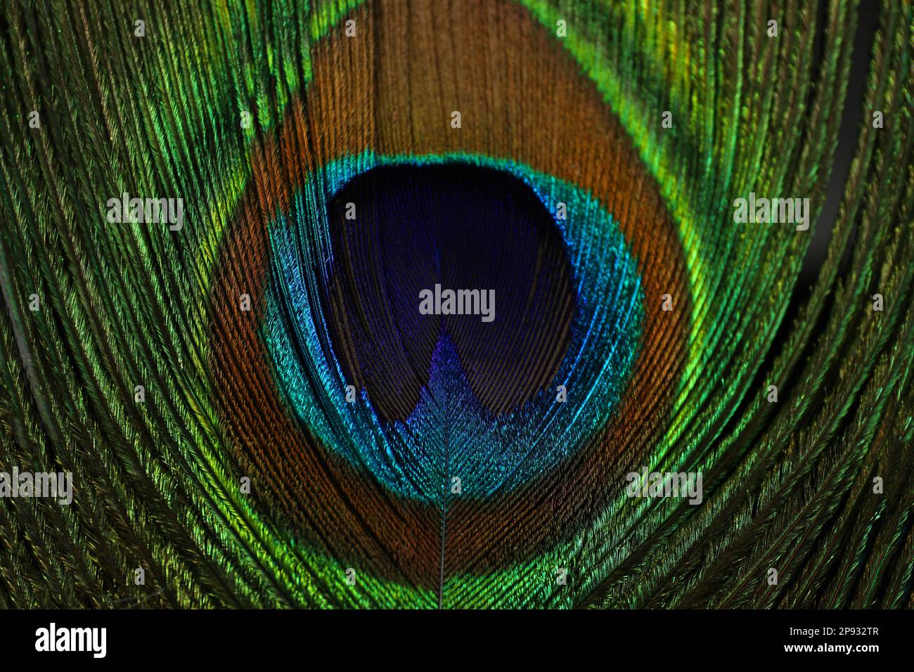 Beautiful bright peacock feather as background, top view Stock Photo ...