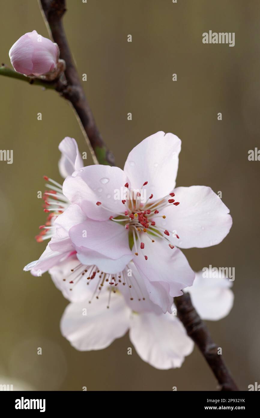 UK weather, London, 10 March 2023: Fifteen minutes after a hail storm ...