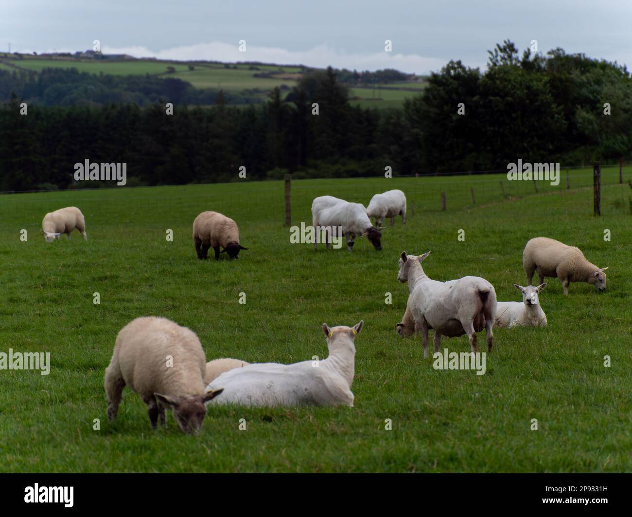 Cute sheep. Sheep on grazing. Livestock farm, ecological production ...