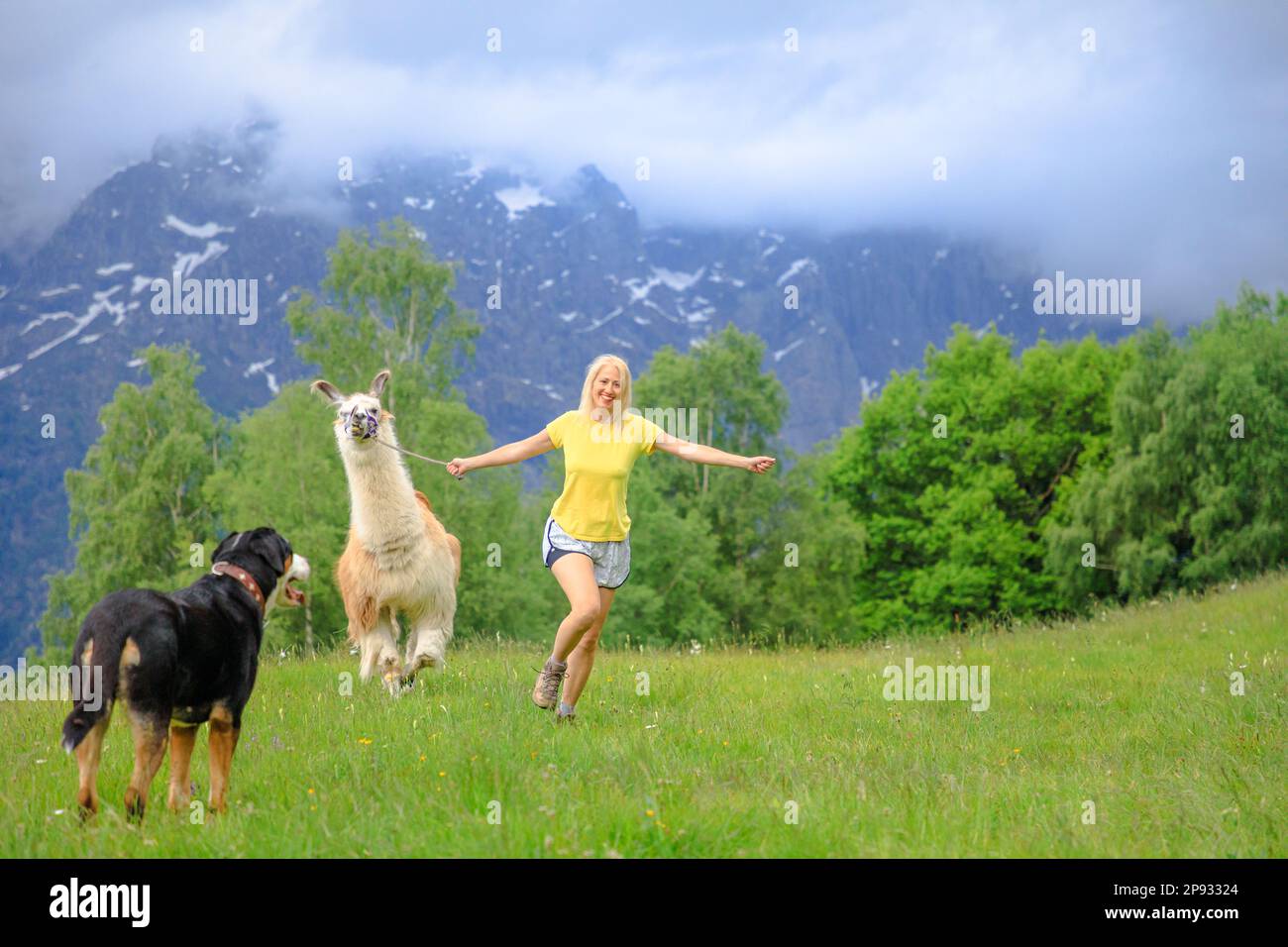 Tourist woman alpaca on comino hi-res stock photography and images - Alamy