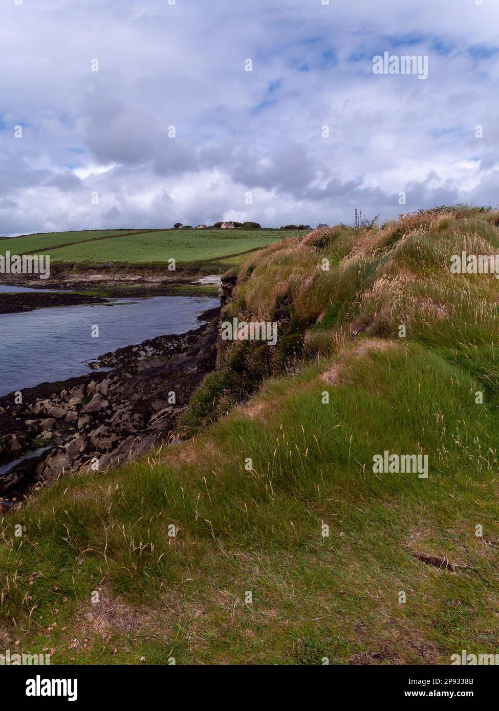 Thick grass grows on the rocky shore of the Atlantic Ocean in the south ...
