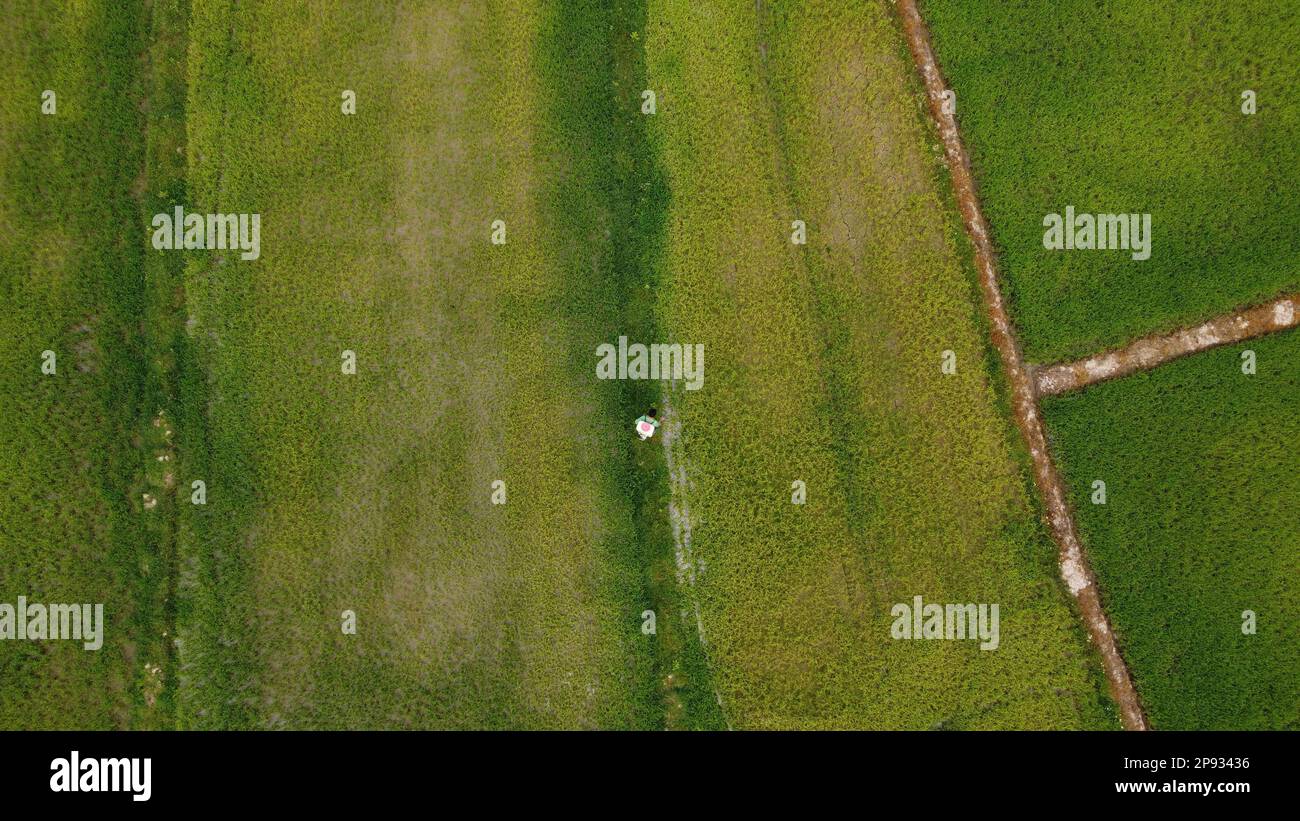Aerial view of farmer spraying green rice plants with fertilizer. Asian ...
