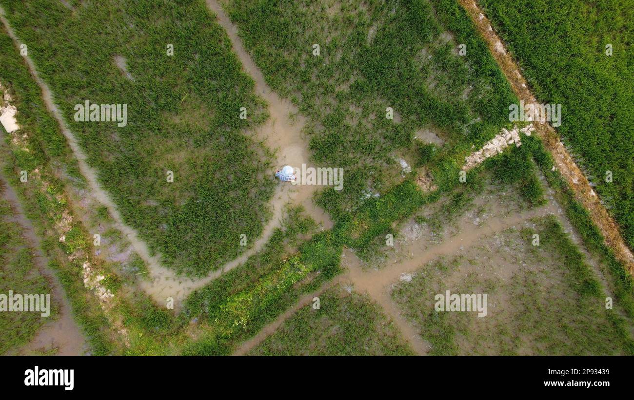Aerial view of farmer spraying green rice plants with fertilizer. Asian ...
