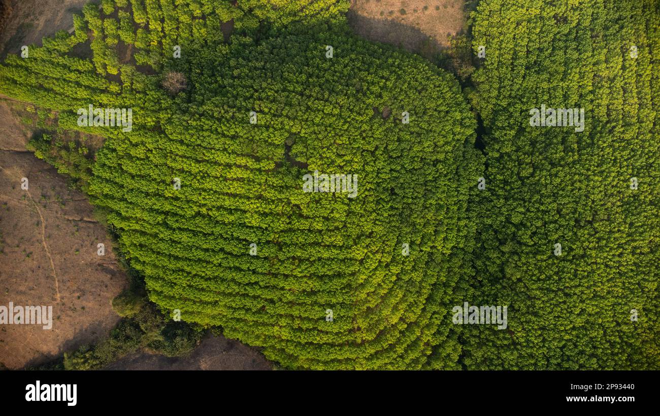 Mountain destroyed by human for cultivate plants. Aerial view of ...