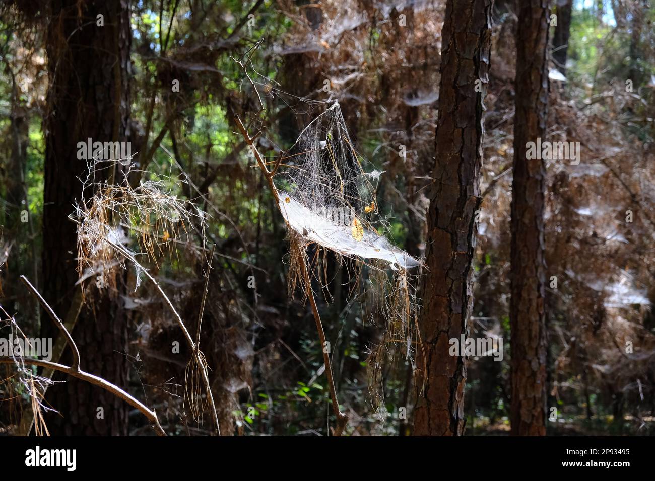 There are clusters of thick spider webs all over the Dogwood Nature ...