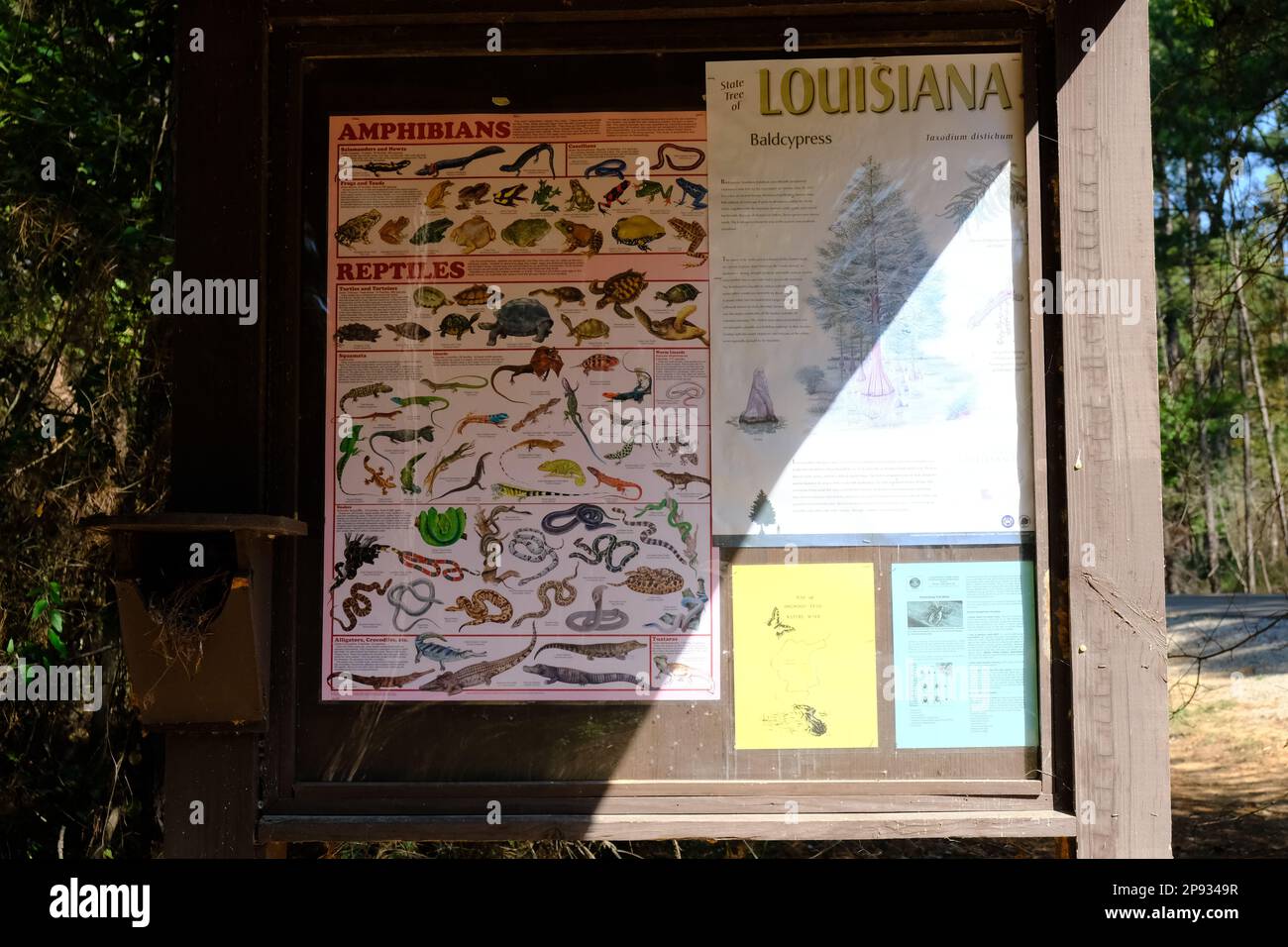 Reptiles And Amphibians In Louisiana