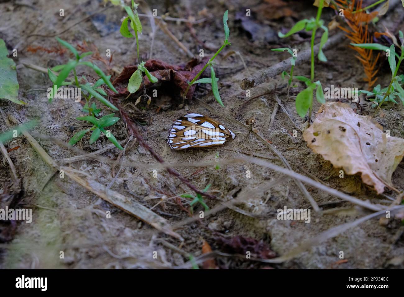 Louisiana State Insect Name