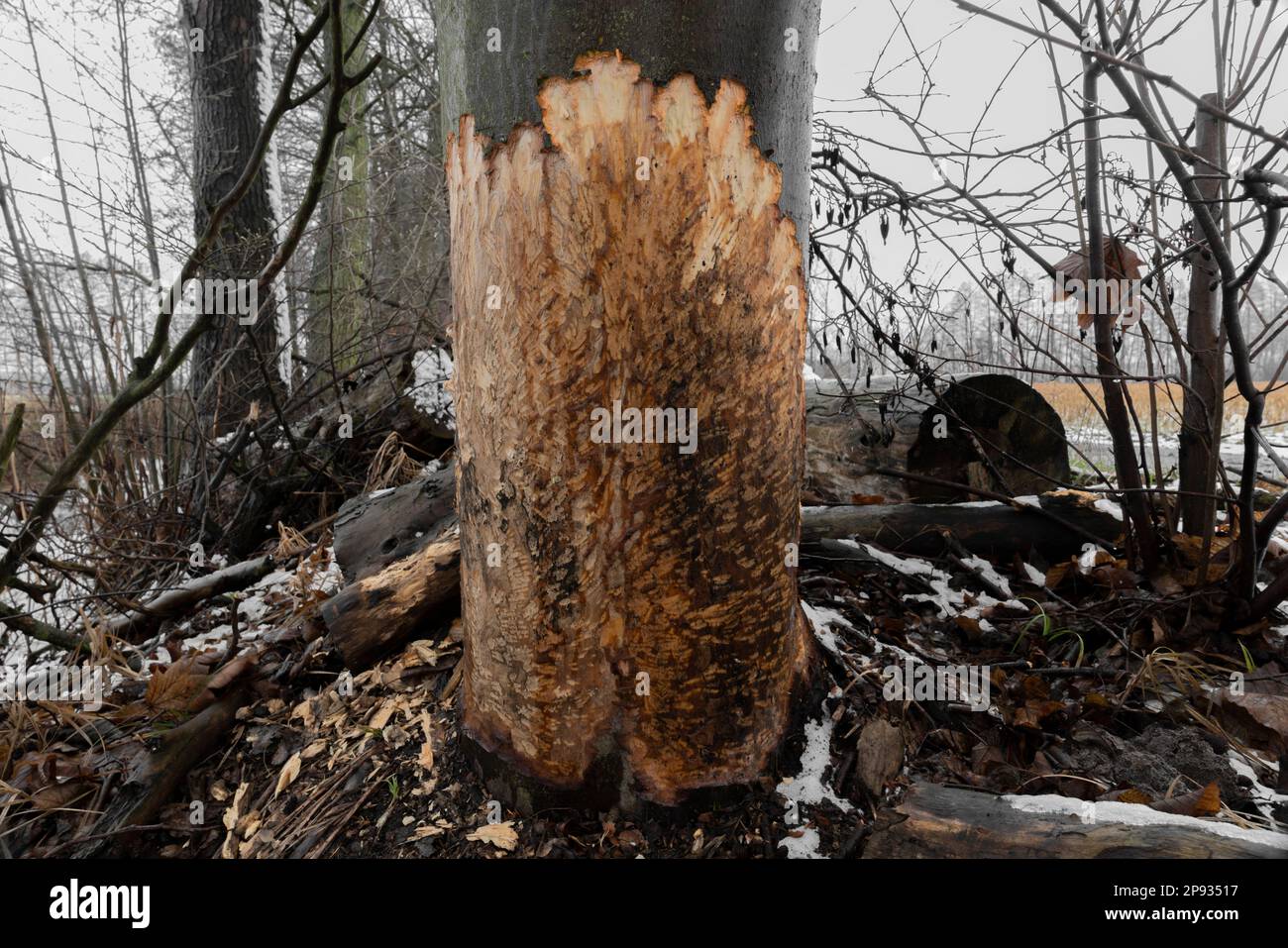 Large area Big tree freshly nibbled by a beaver next to a river Stock ...