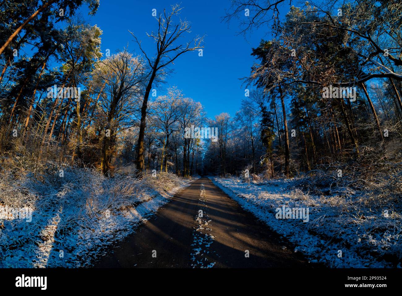 Forest road on a winter's day with a little snow, photographed with a ...