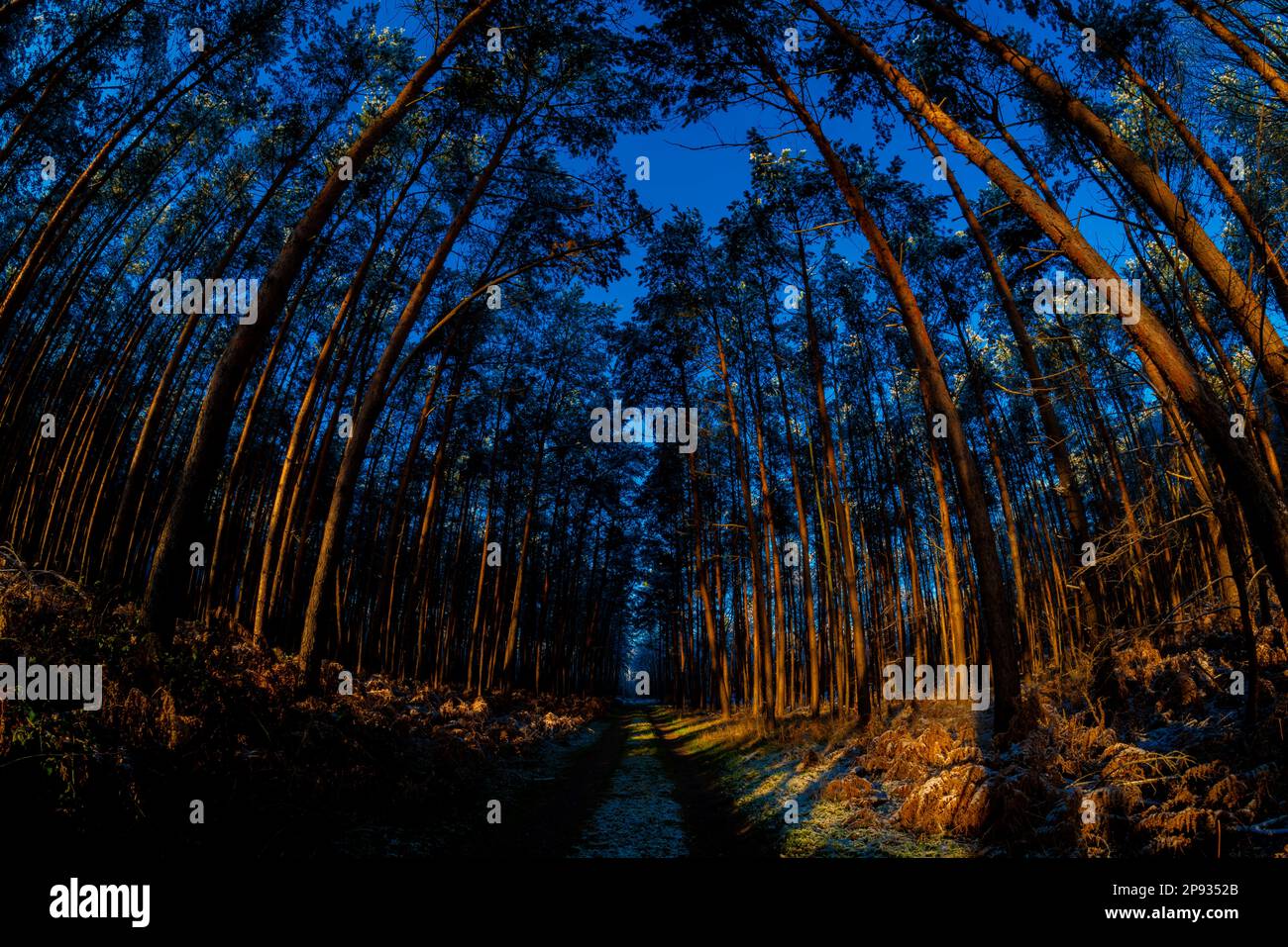 Forest path in winter in the early morning in a pine forest ...