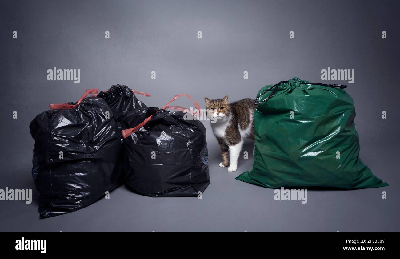 cat between trash bags with residual waste and organic waste. concept ...