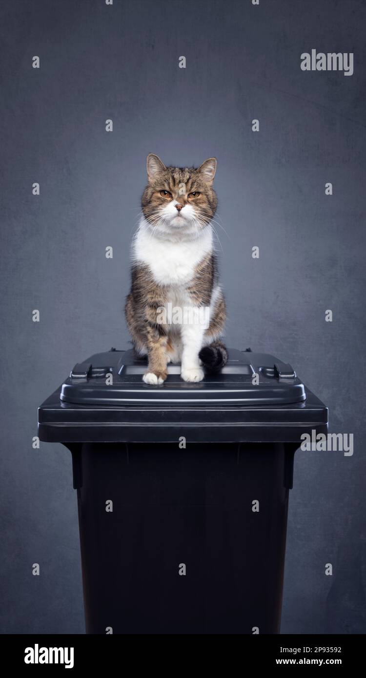cat sitting on top of garbage containter with residual waste. concept ...