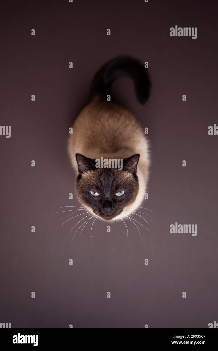 top view of a siamese cat sitting on brown background looking up ...