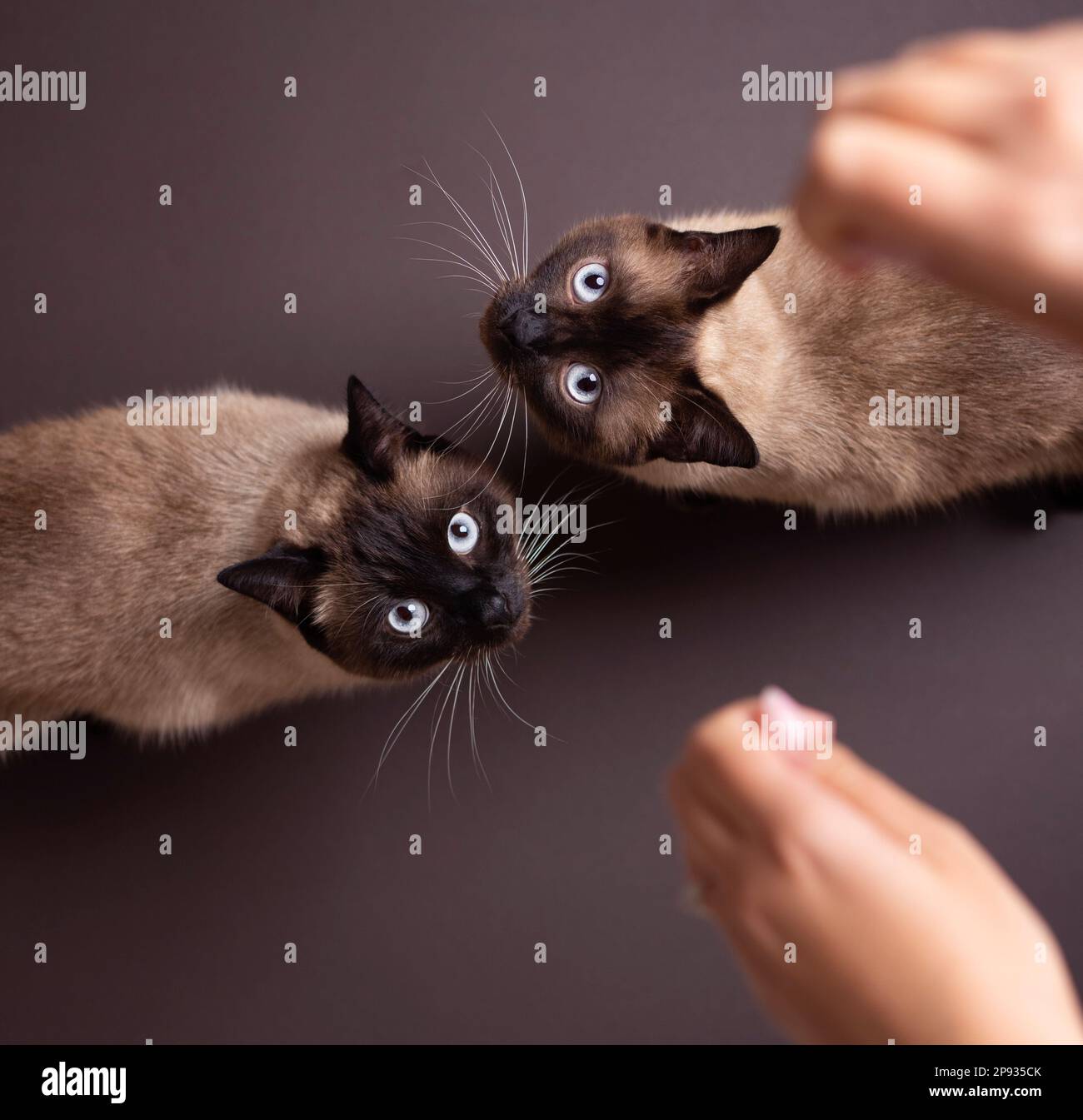 Cats hands hi-res stock photography and images - Alamy