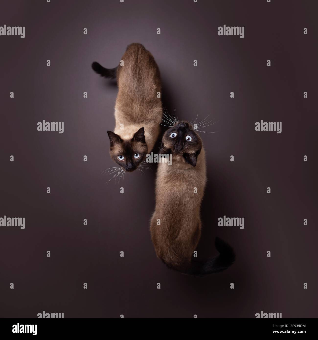 top view of two siamese cat twins standing together on brown colored ...