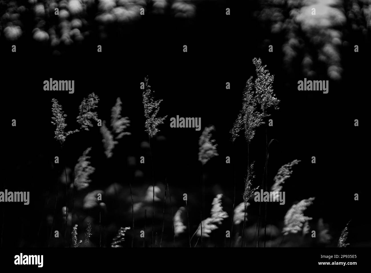 Flowering ears of wild grass in sunlight, shallow depth of field, black ...