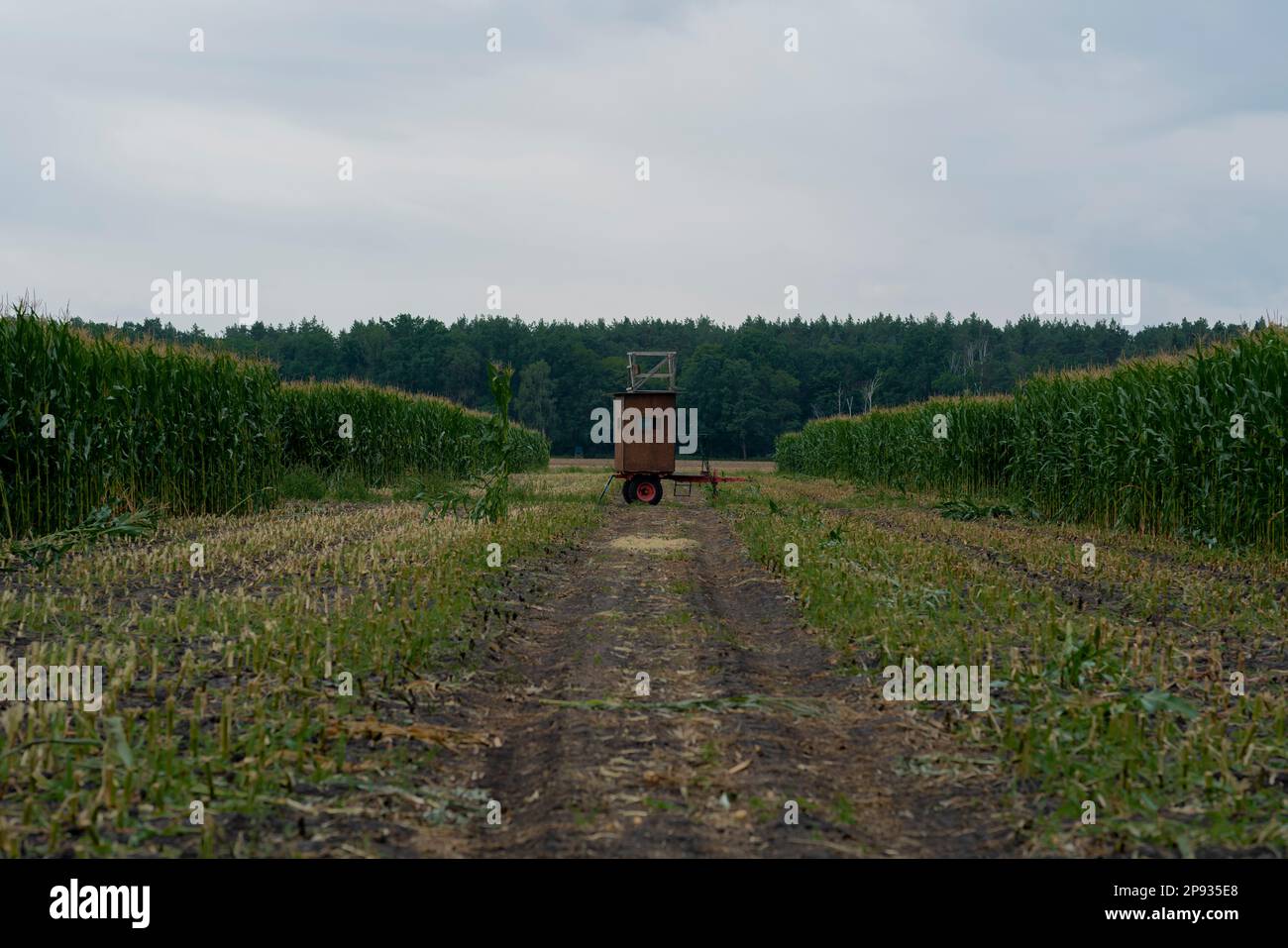 Movable high seat for hunters between two corn fields with beautiful ...