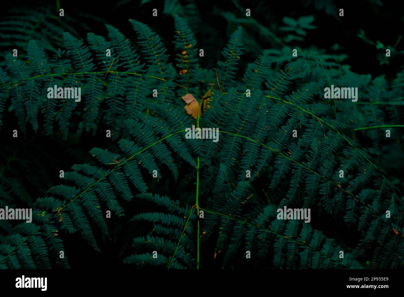 Orange yellow discolored fern plants, between beautiful surreal ...