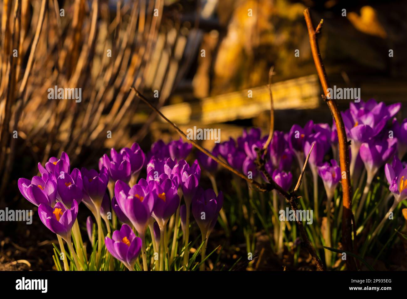 Early spring colors hi-res stock photography and images - Alamy