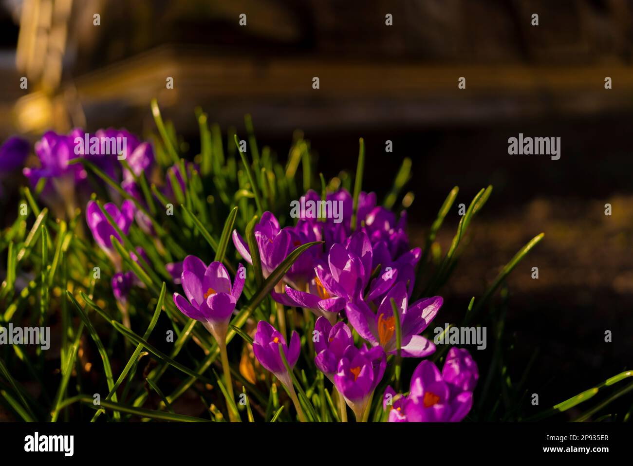 Early spring colors hi-res stock photography and images - Alamy