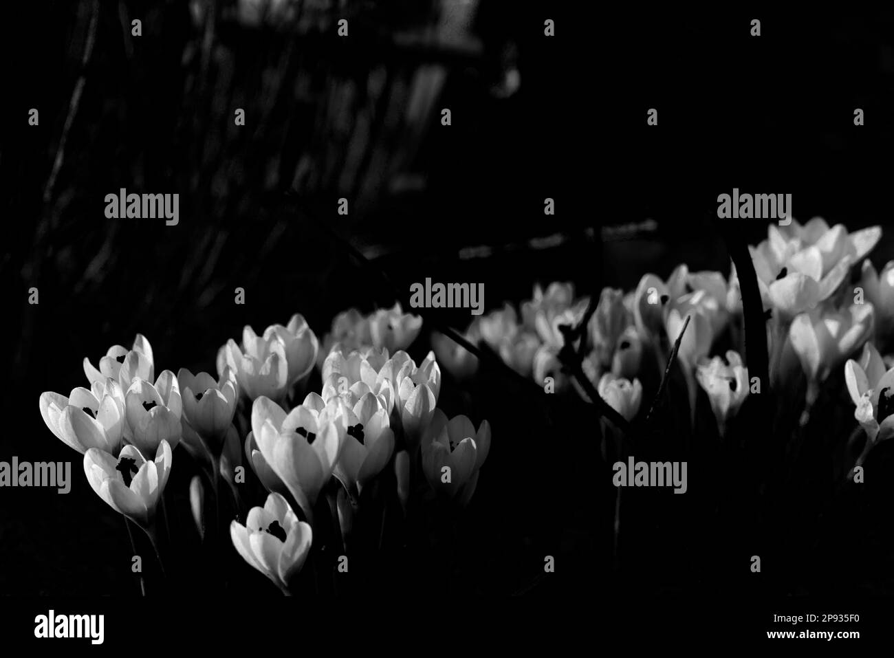 Many blooming crocuses in early spring, black and white photography ...