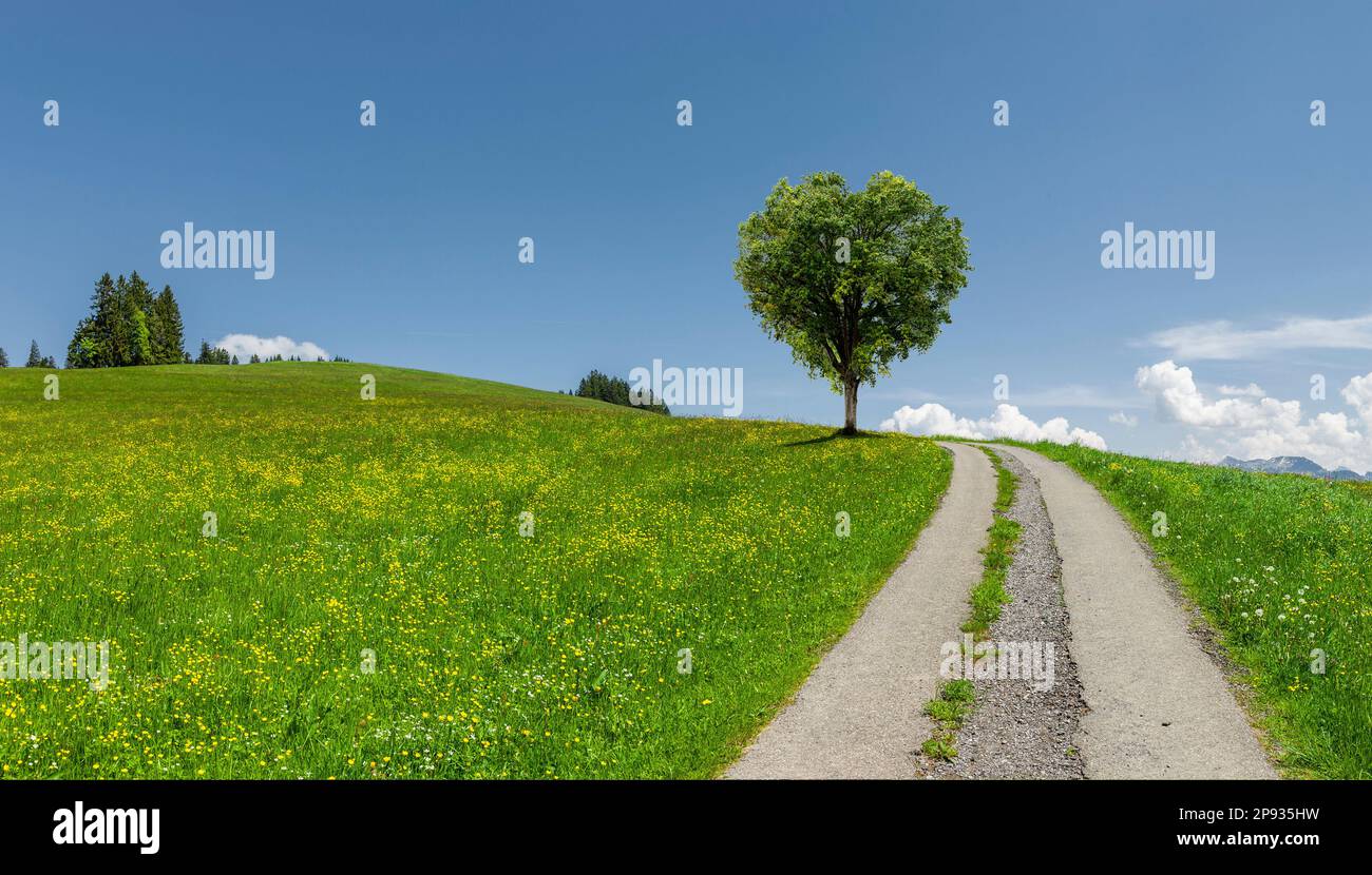 Meadow pathway hi-res stock photography and images - Alamy