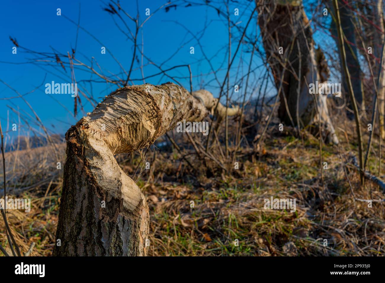 Tree cut down by a beaver next to a river Stock Photo - Alamy