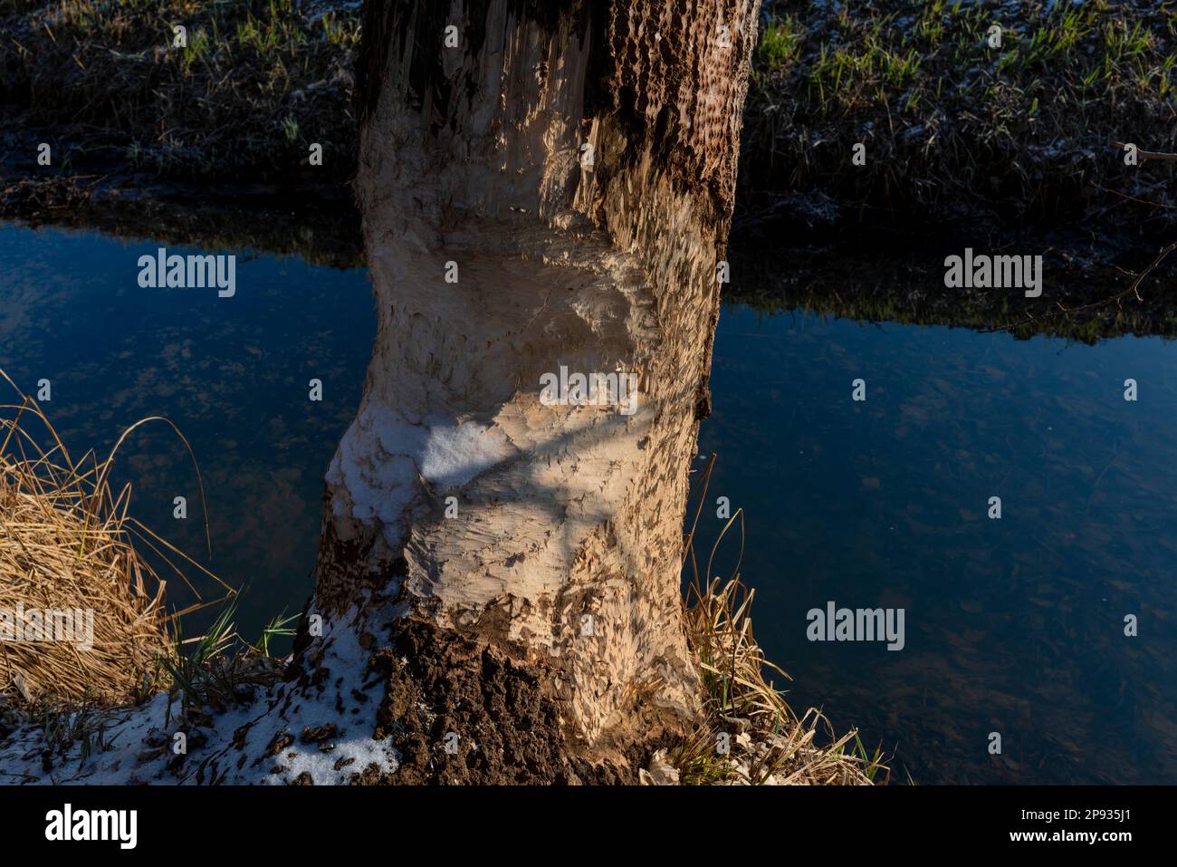Large tree gnawed by a beaver in winter Stock Photo - Alamy