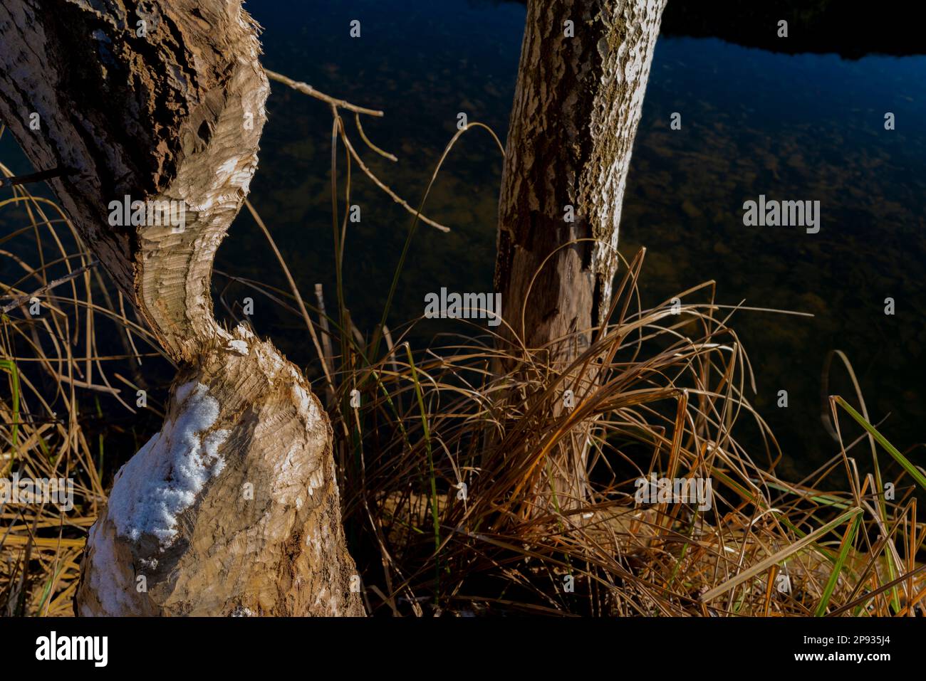Large tree gnawed by a beaver in winter Stock Photo - Alamy