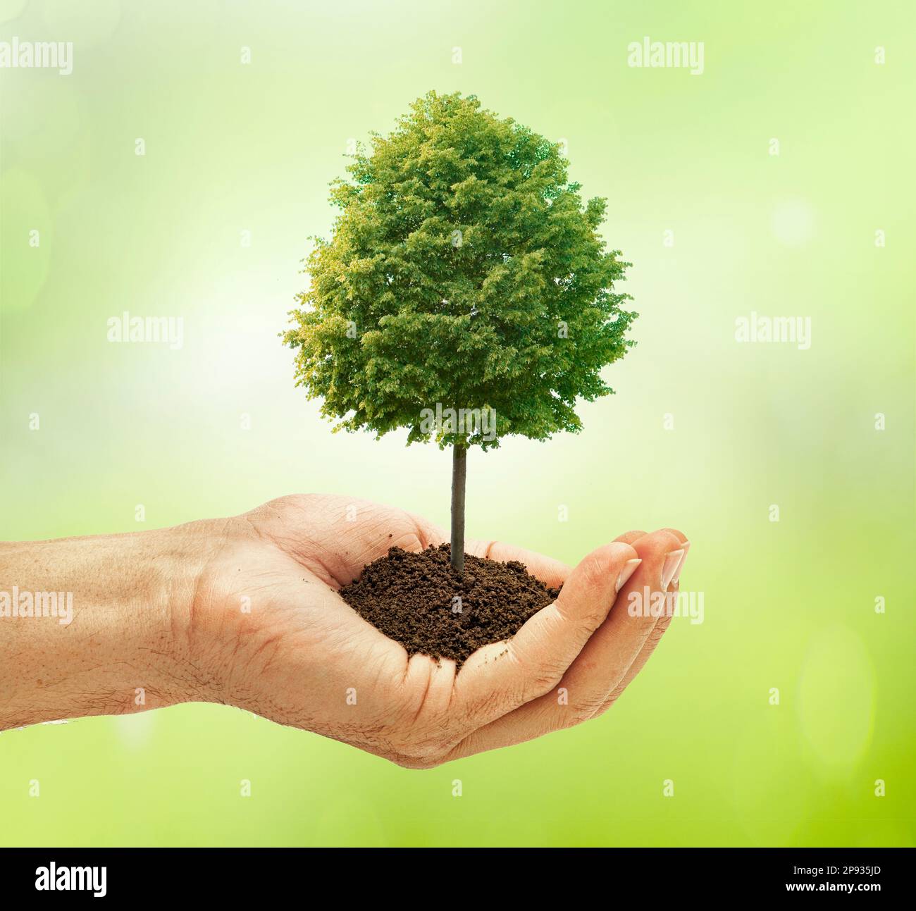 Green tree in one hand against green background Stock Photo - Alamy
