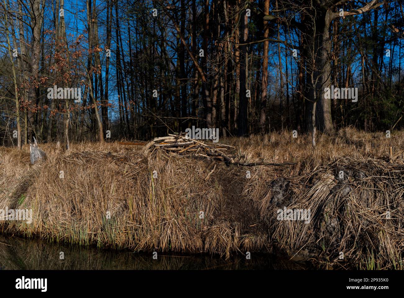 Beaver place next to a small river, gnawed branches lie on a heap Stock ...