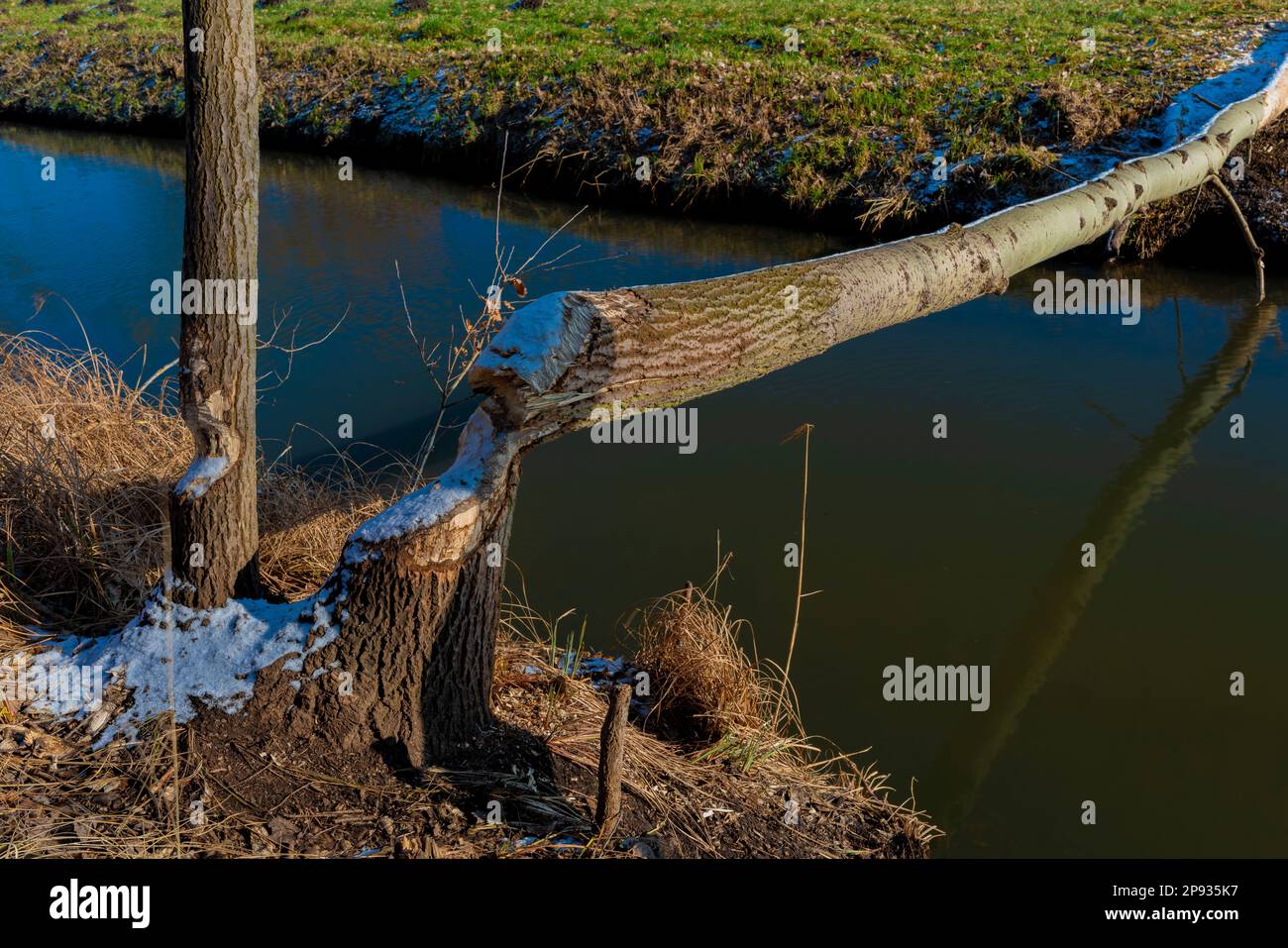Tree cut by a beaver hi-res stock photography and images - Alamy