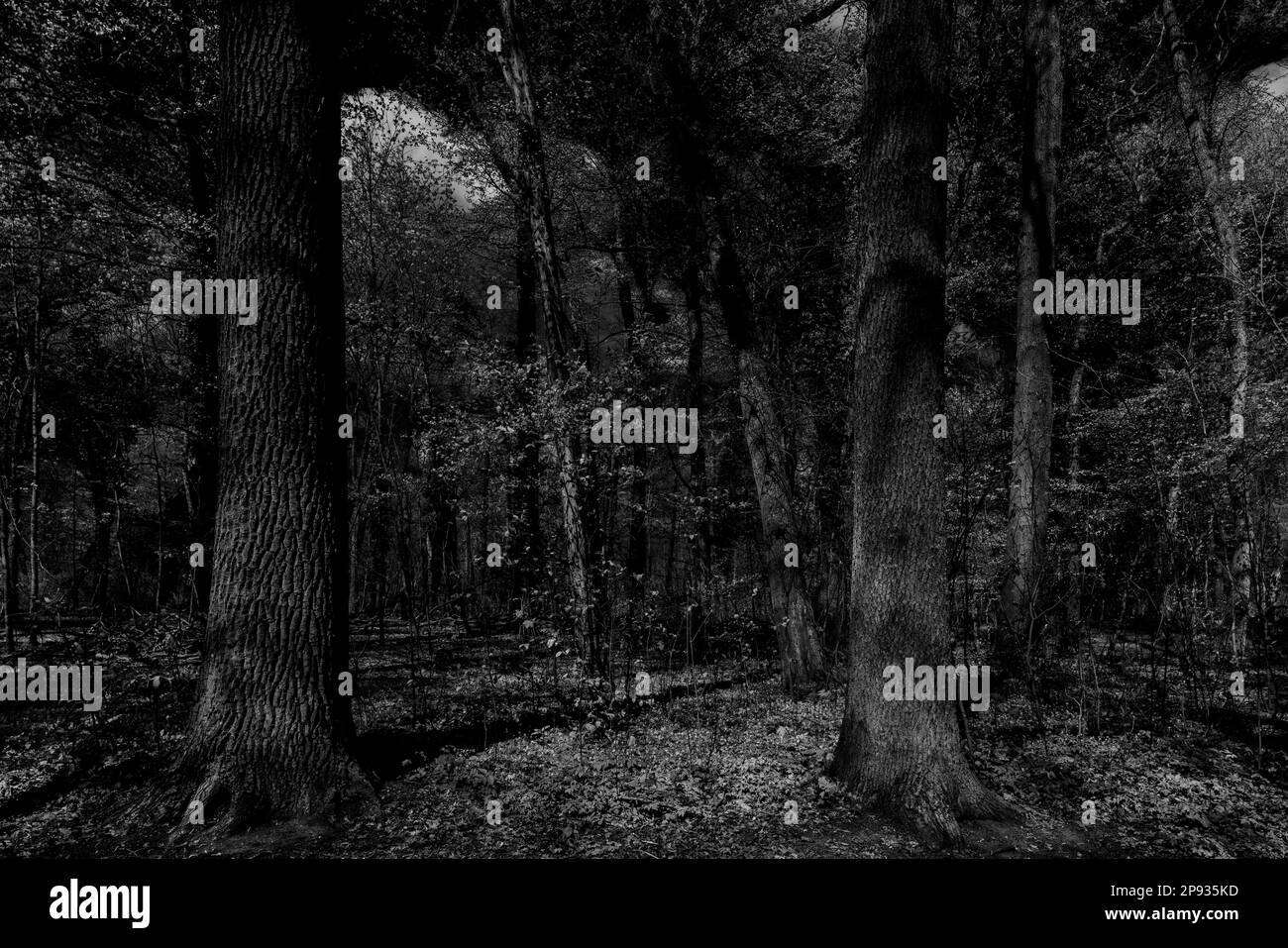Deciduous forest at the beginning of spring, first trees with leaves ...